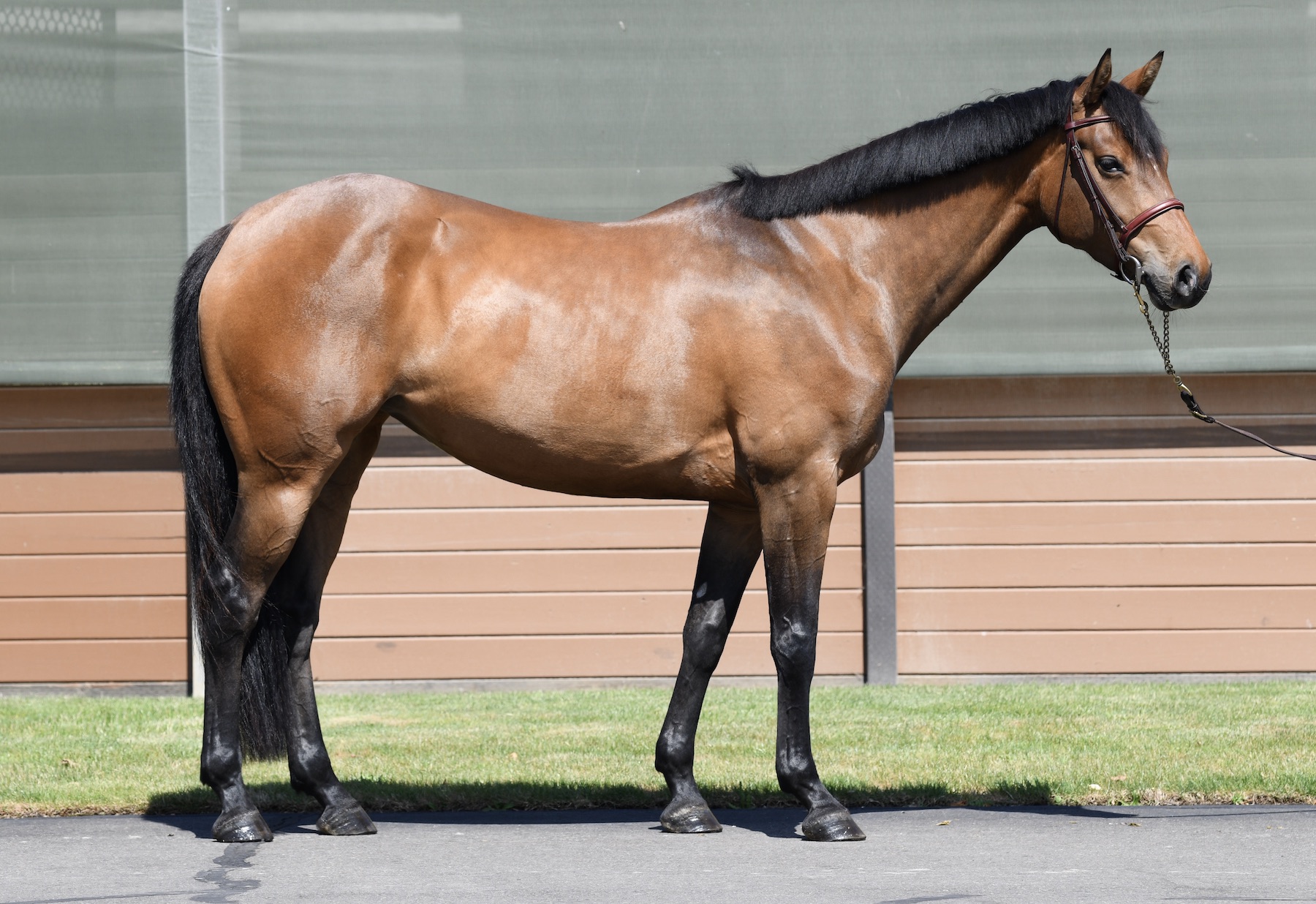 WT Brienne — SOLD! – Wild Turkey Farm, LLC